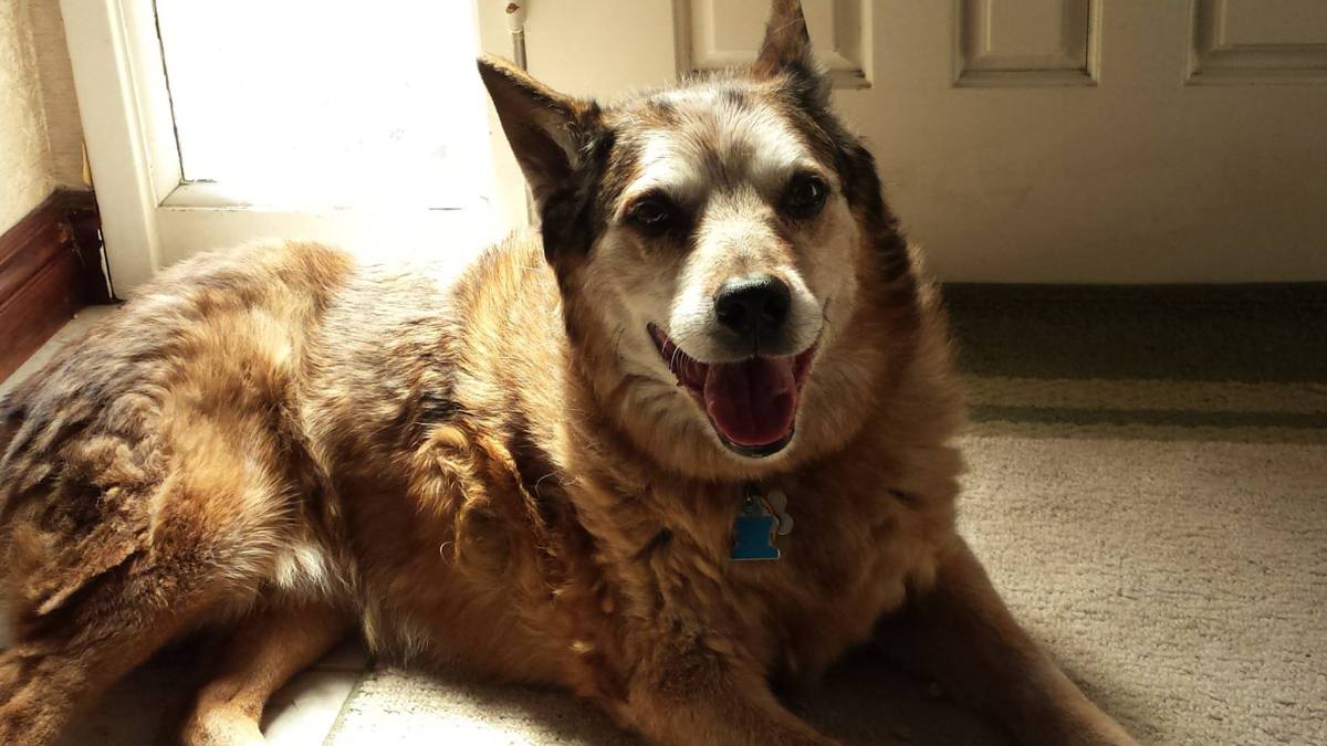 Saying Goodbye To Joey – Latter-day Soprano